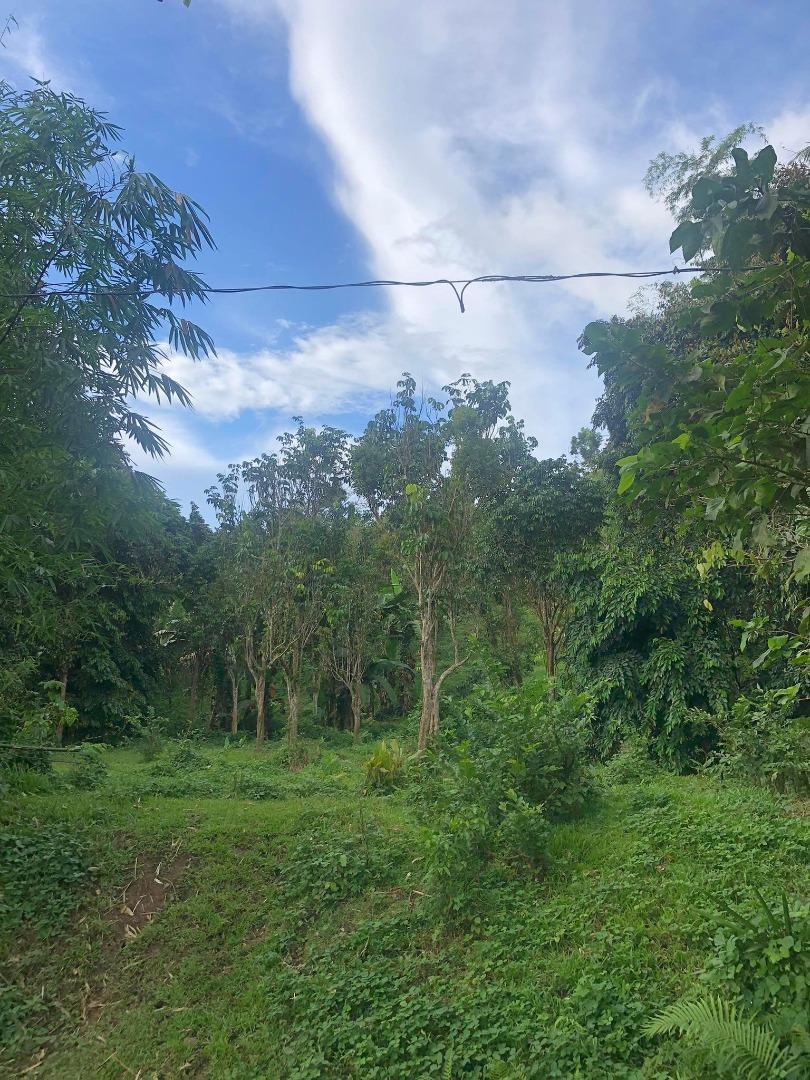 Farm lot with lanzones and coconut trees, Property, For Sale, Lot on ...