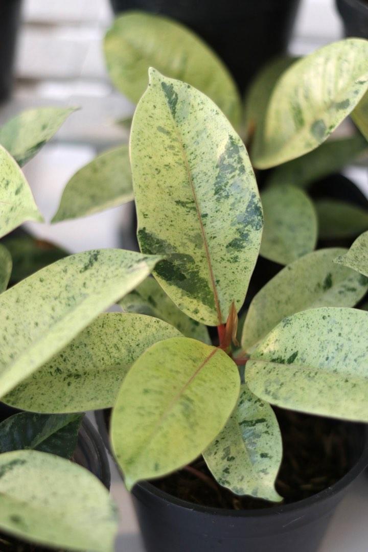 Ficus Shivereana, Furniture & Home Living, Gardening, Plants & Seeds on ...