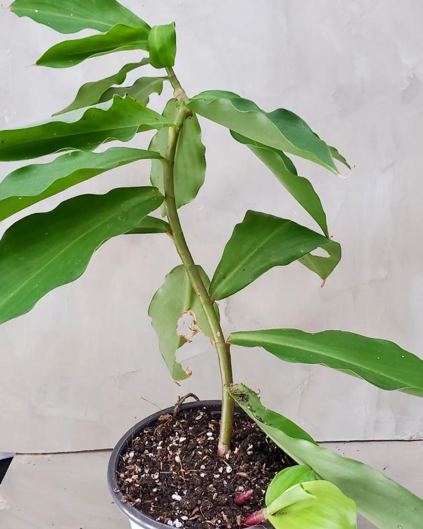 Insulin Plant Furniture And Home Living Gardening Plants And Seeds On Carousell