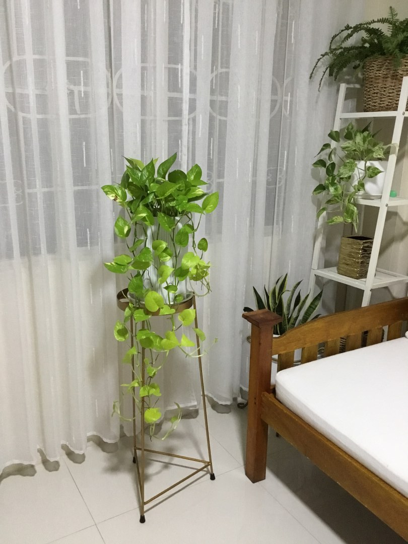 Lush & Trailing NEON POTHOS, Furniture & Home Living, Gardening, Plants ...