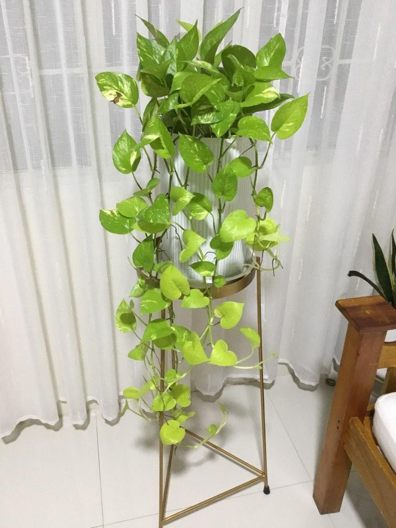 Lush & Trailing NEON POTHOS, Furniture & Home Living, Gardening, Plants ...