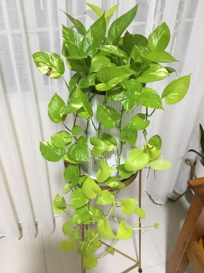 Lush & Trailing NEON POTHOS, Furniture & Home Living, Gardening, Plants ...