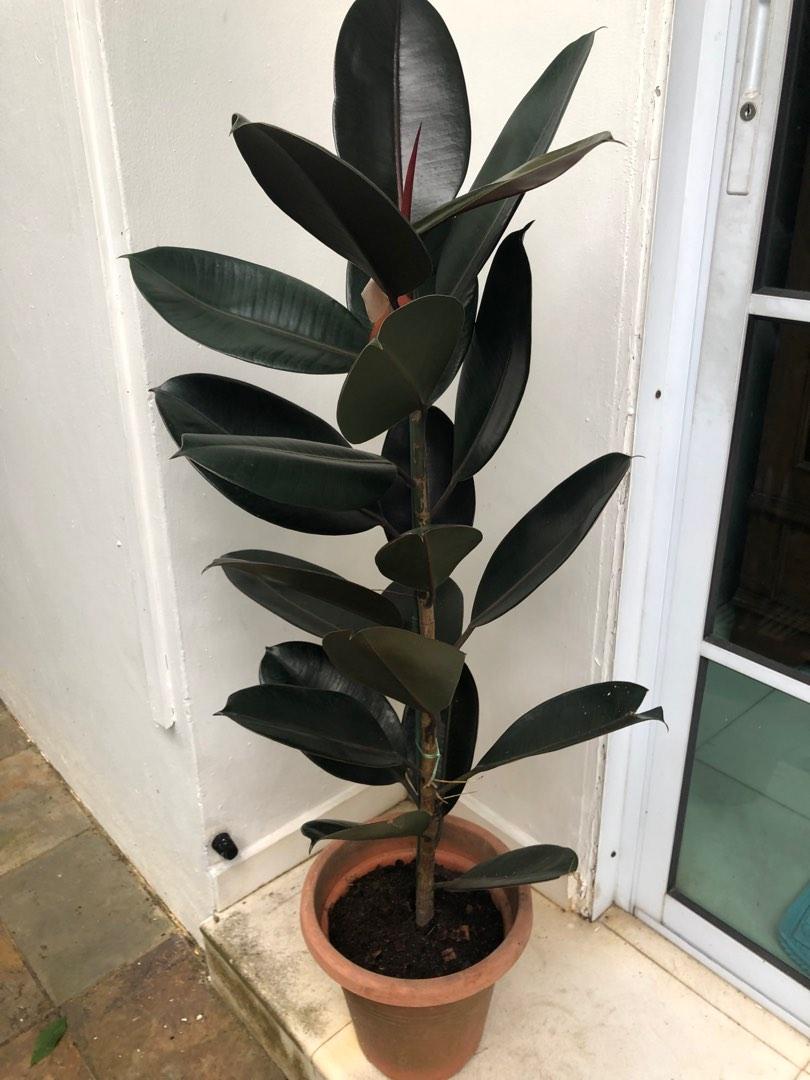 One Metre tall Ficus Elastica Burgundy Plant, Furniture & Home Living ...