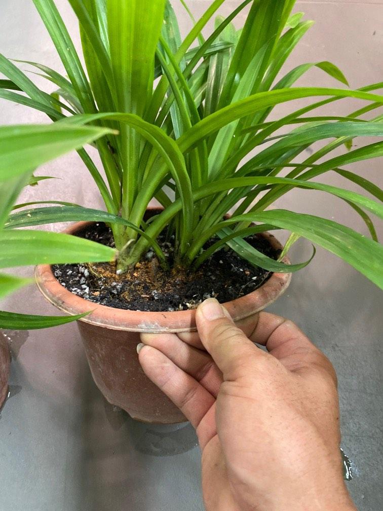 Pandan Plant (4stems) in 23cm pot. $10 each, Furniture & Home Living ...