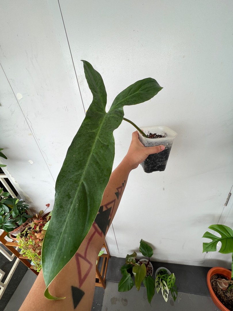 Philodendron Mexicanum, Furniture & Home Living, Gardening, Plants ...