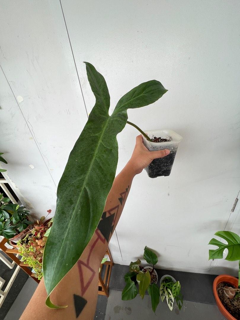 Philodendron Mexicanum, Furniture & Home Living, Gardening, Plants ...