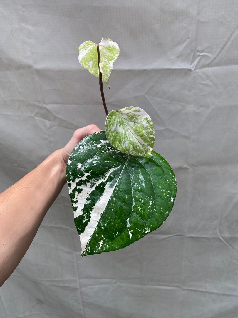 Piper Nigrum Albo (Pot C), Furniture & Home Living, Gardening, Plants ...