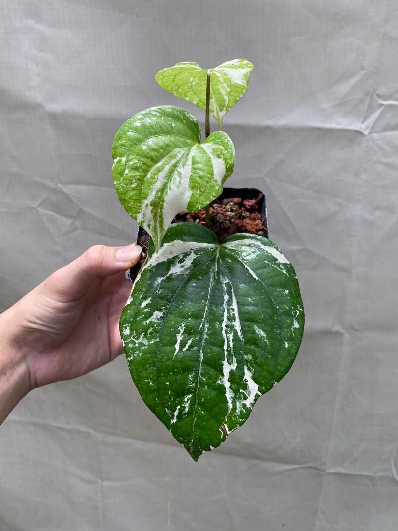 Piper Nigrum Albo (Pot D), Furniture & Home Living, Gardening, Plants ...