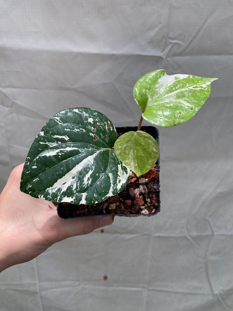 Piper Nigrum Albo(Pot A), Furniture & Home Living, Gardening, Plants ...