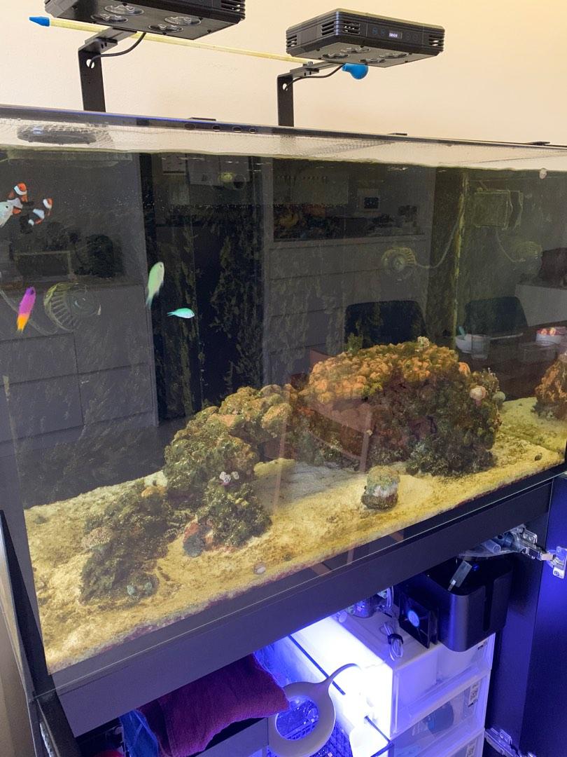 Red Sea Reefer 250 - immaculate condition, Pet Supplies, Homes & Other ...