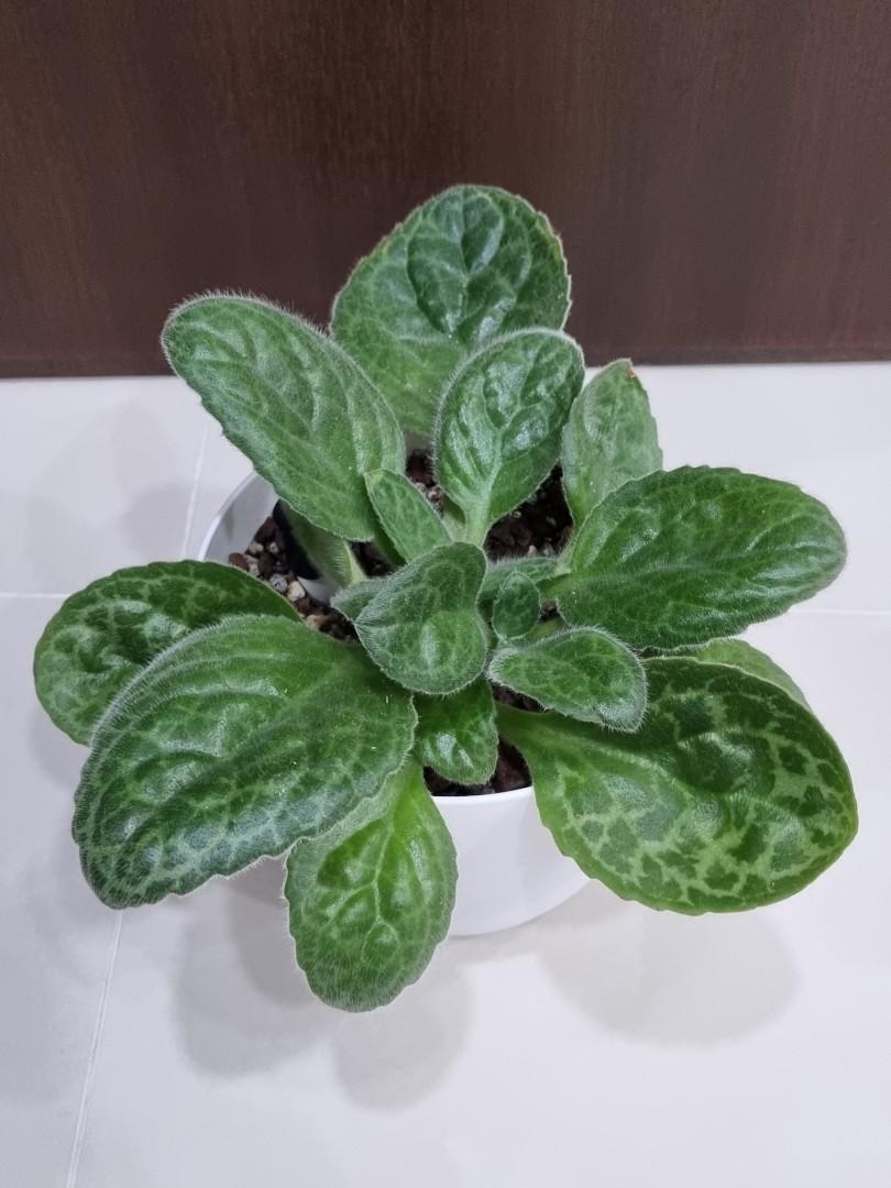 Streptocarpus Pretty Turtle, Furniture & Home Living, Gardening, Plants ...