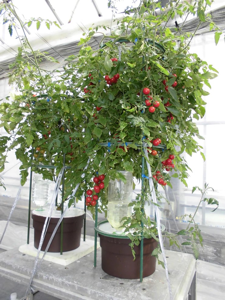 Home Hyponica hydroponic kit, Furniture & Home Living, Gardening, Pots ...