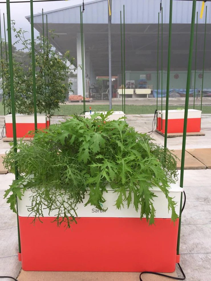 Home hyponica hydroponic kit (Sarah), Furniture & Home Living ...