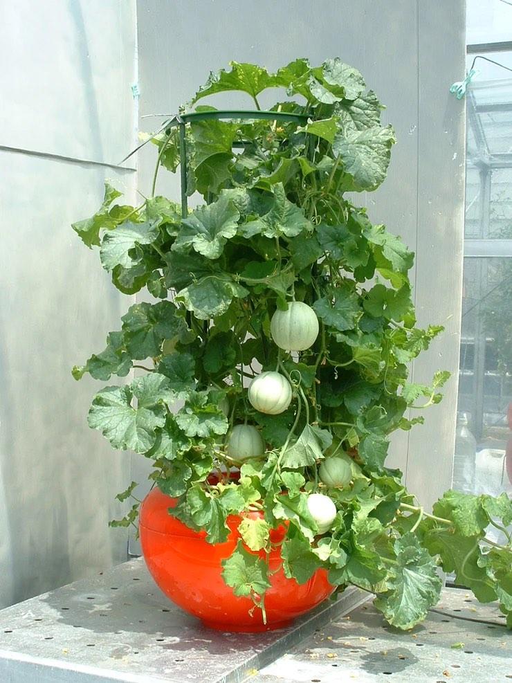 Hydroponic kit (tomato shaped), Furniture & Home Living, Gardening ...