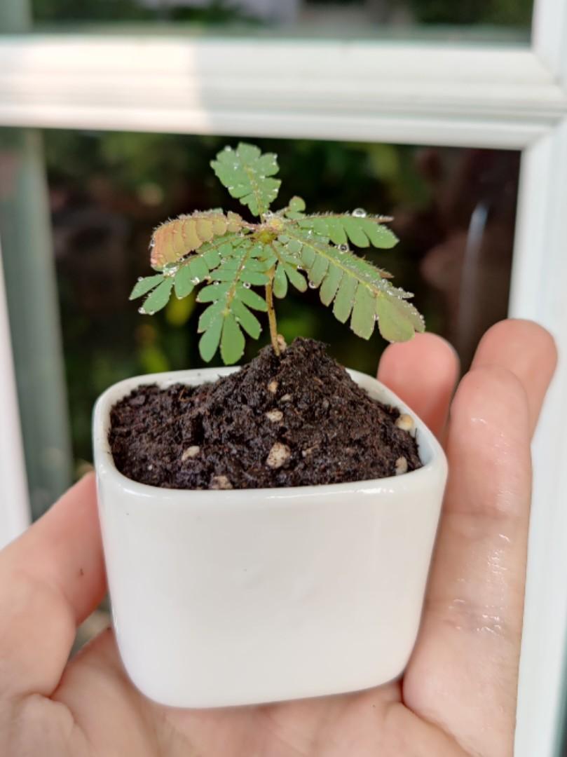 Little Tree plant (Biophytum Sensitivum), Furniture & Home Living ...