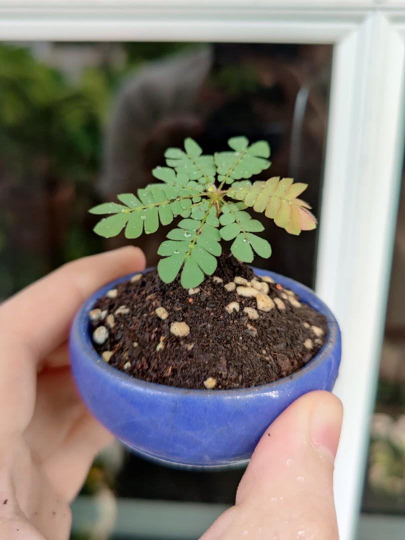 Little Tree plant (Biophytum Sensitivum), Furniture & Home Living ...