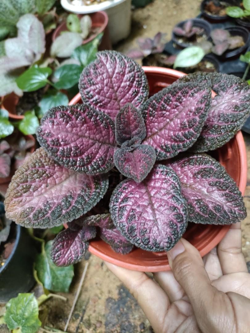 Malayan gem episcia, Furniture & Home Living, Gardening, Plants & Seeds ...