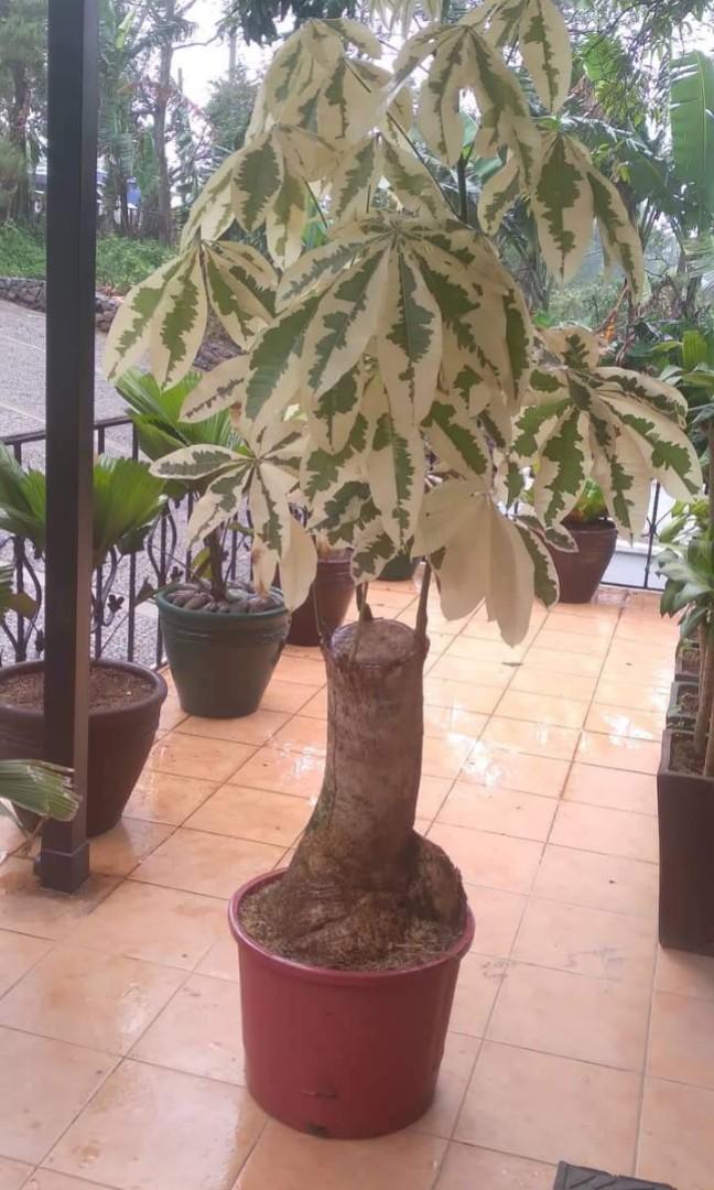 Money tree variegated, Furniture & Home Living, Gardening, Plants ...