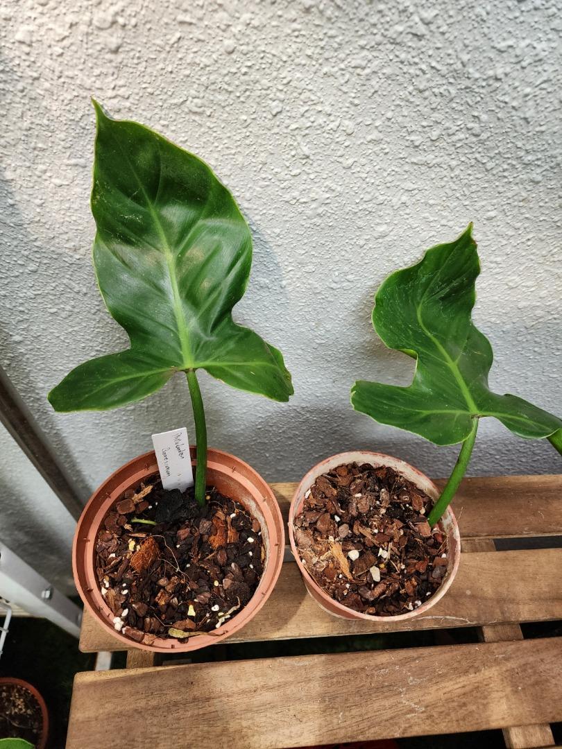 Philodendron Assorted - Micranthum, Microstictum, Barrosoanum ...