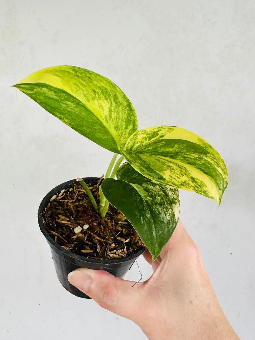 Scindapsus Jade Satin Aurea Variegated, Furniture & Home Living ...