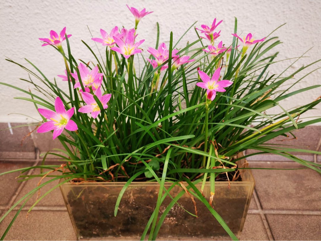 Zephyranthes rosea / Cuban zephyrlily / rosy rain lily / rose fairy ...