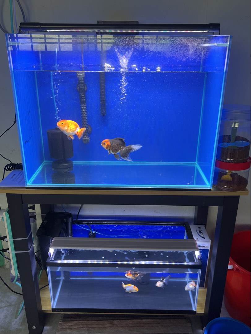 2FT Tank, Pet Supplies, Homes & Other Pet Accessories on Carousell