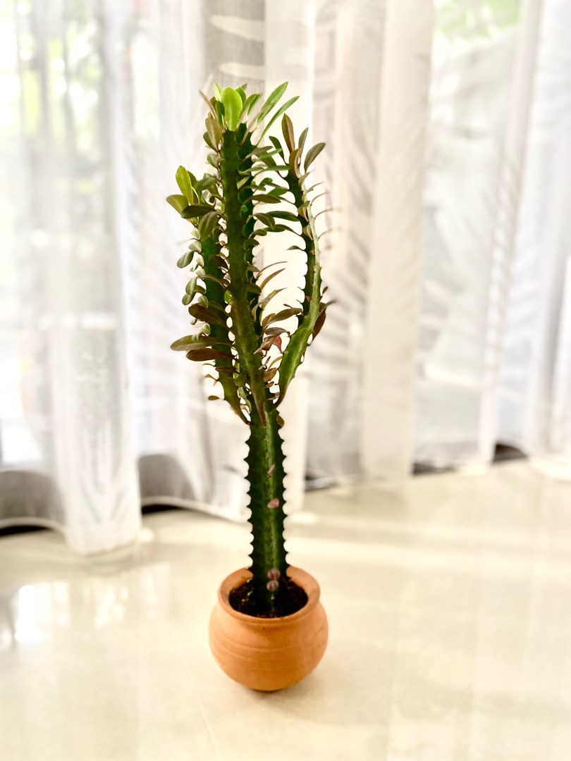 African milk tree, Euphoria Trigonia, Furniture & Home Living ...