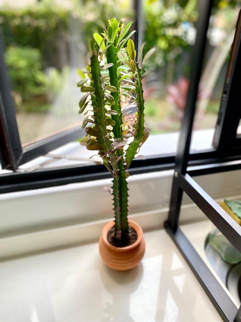 African milk tree, Euphoria Trigonia, Furniture & Home Living ...