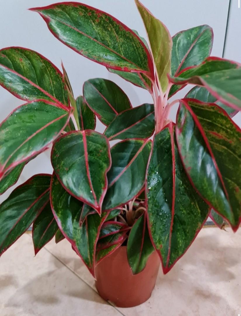 Aglaonema Red Siam / Chinese Evergreen (35cm), Furniture & Home Living ...