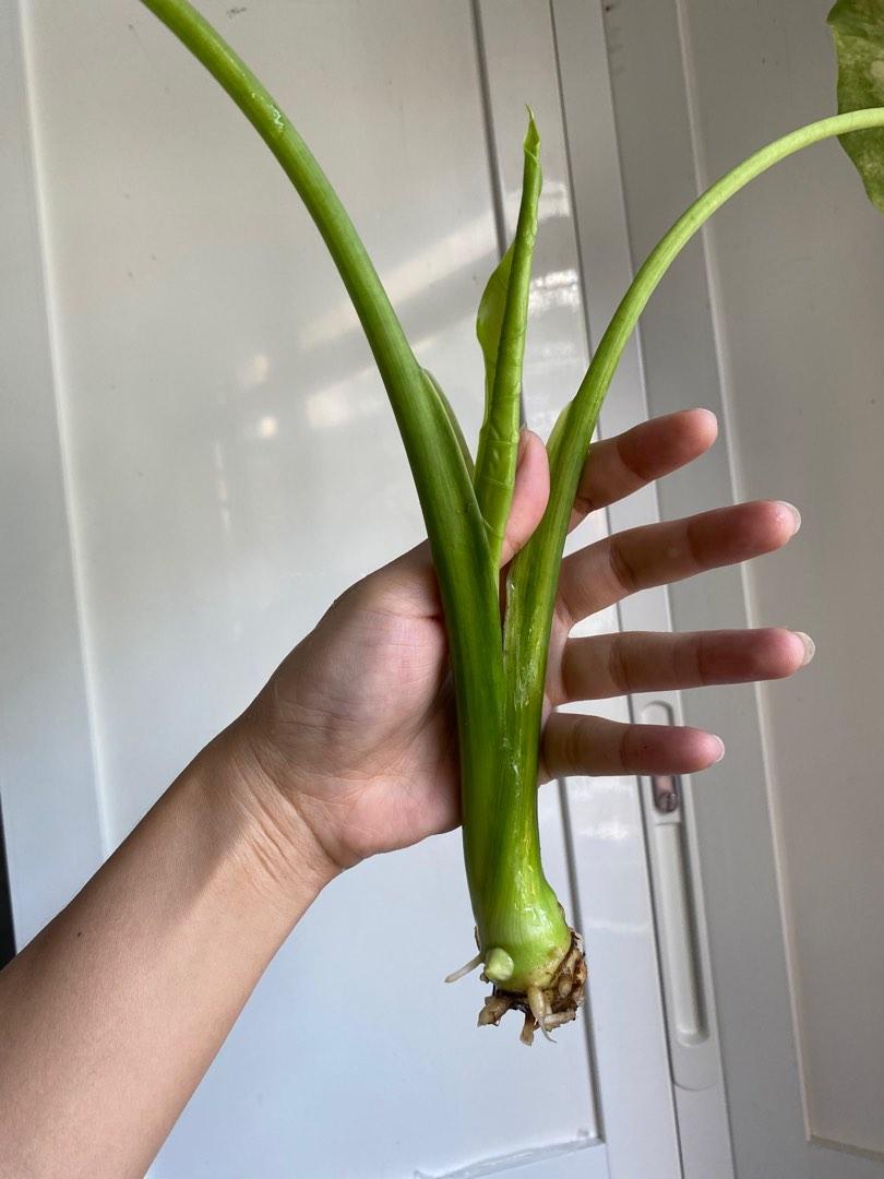 Alocasia gageana Aurea variegated, Furniture & Home Living, Gardening ...