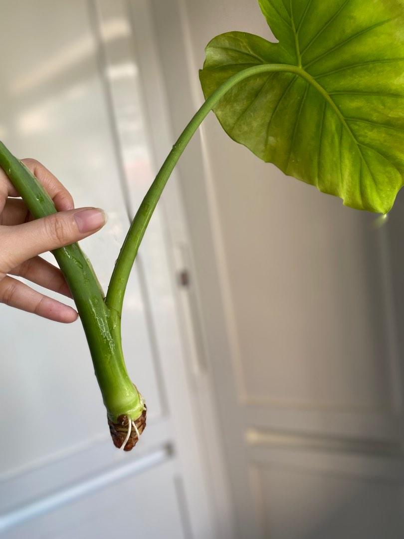 Alocasia gageana Aurea variegated, Furniture & Home Living, Gardening ...