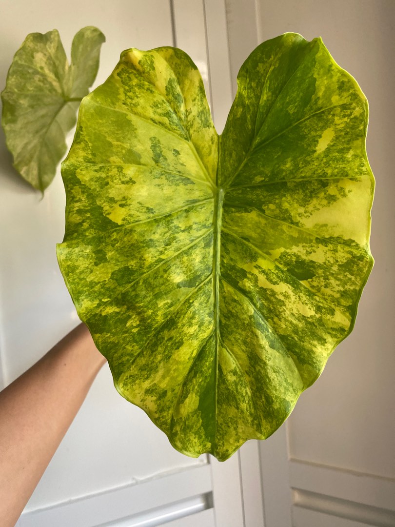 Alocasia gageana Aurea variegated, Furniture & Home Living, Gardening ...