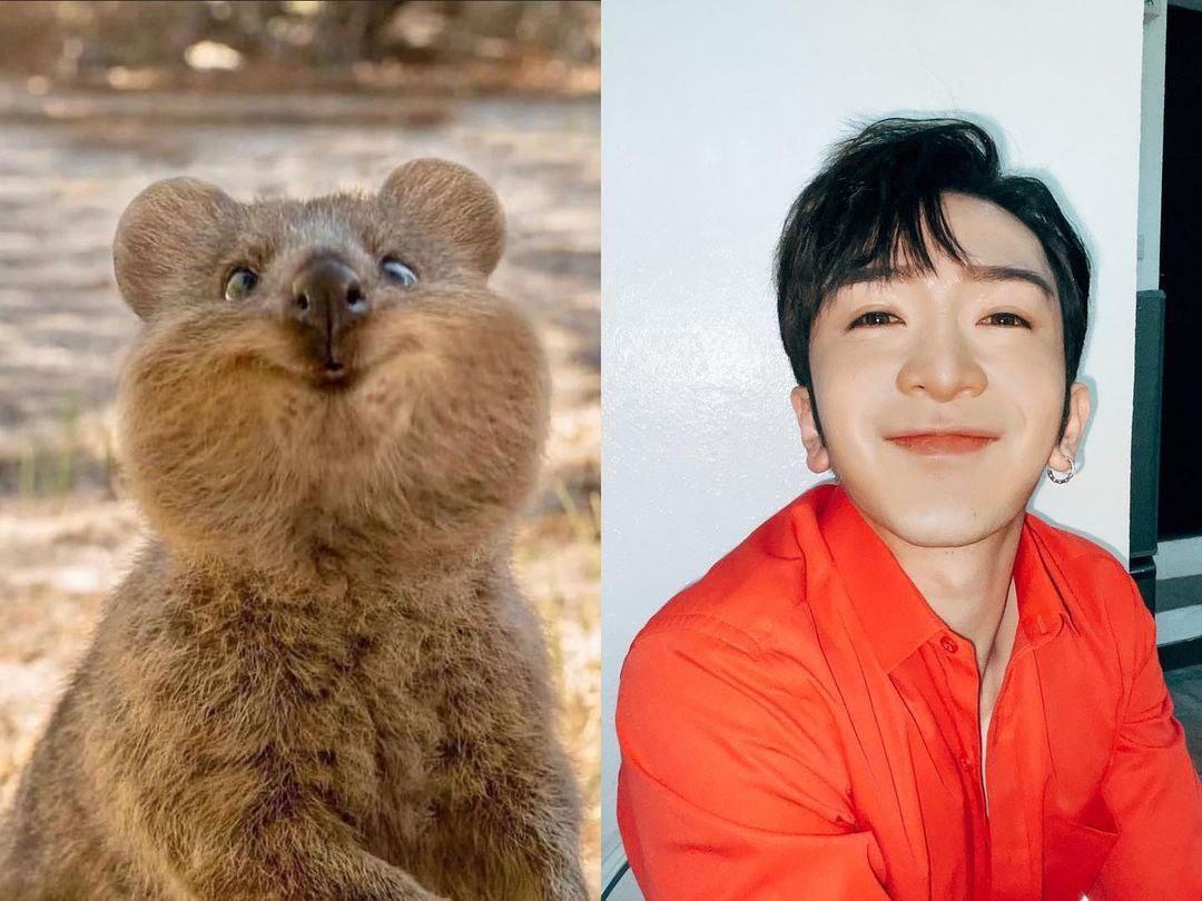 Anson Lo 撈撈鼠 短尾矮袋鼠 QUOKKA （現貨，包平郵）, 興趣及遊戲, 玩具 & 遊戲類 - Carousell