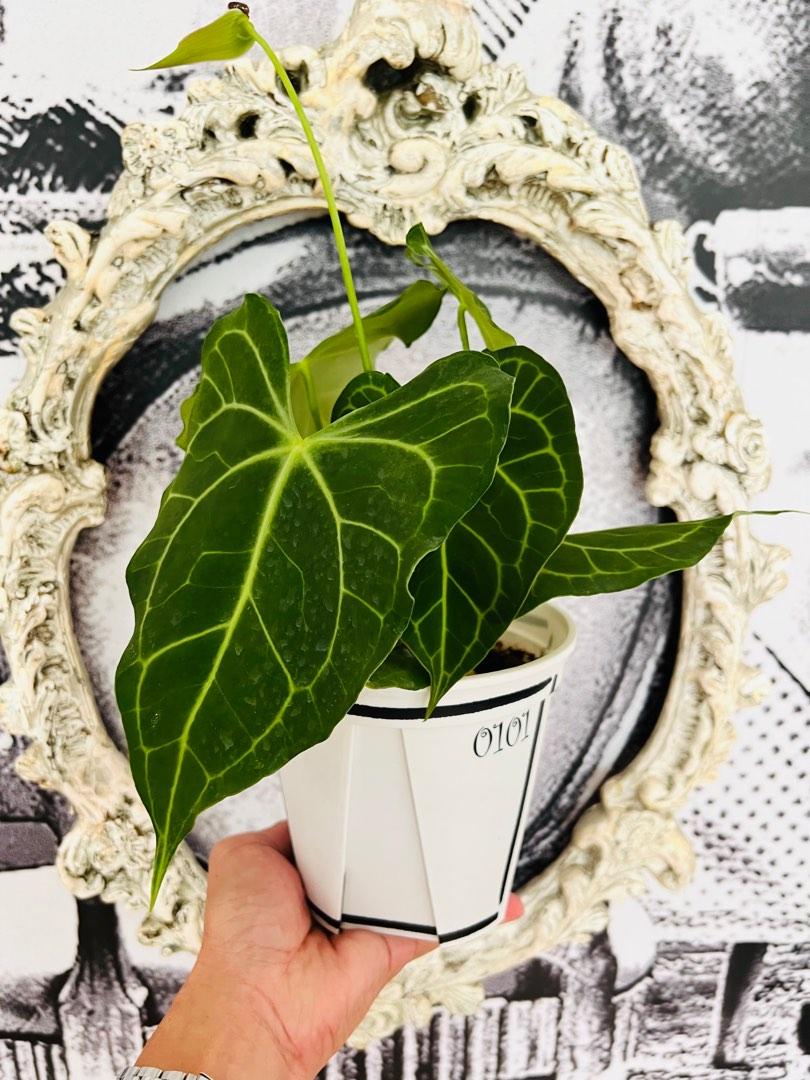 Anthurium ‘Delta Force’, Furniture & Home Living, Gardening, Plants ...