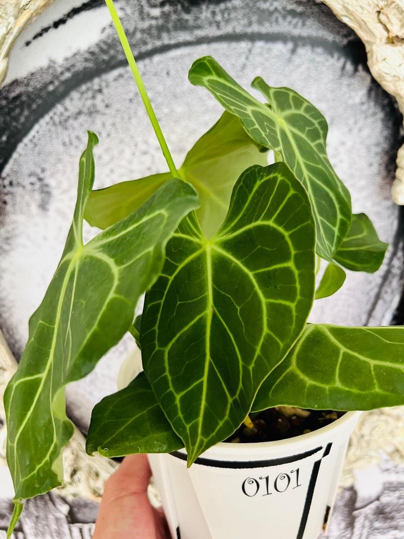 Anthurium ‘Delta Force’, Furniture & Home Living, Gardening, Plants ...