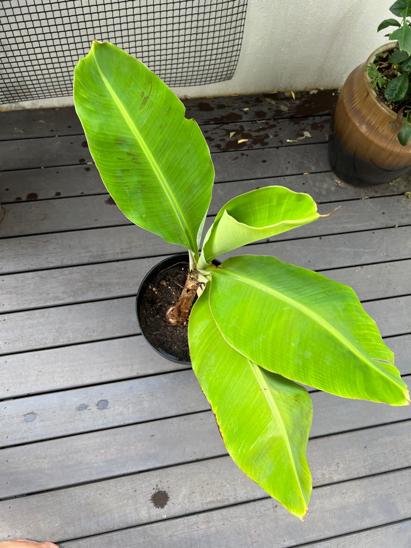 (6 sold) Baby dwarf cavendish banana plant, Furniture & Home Living ...