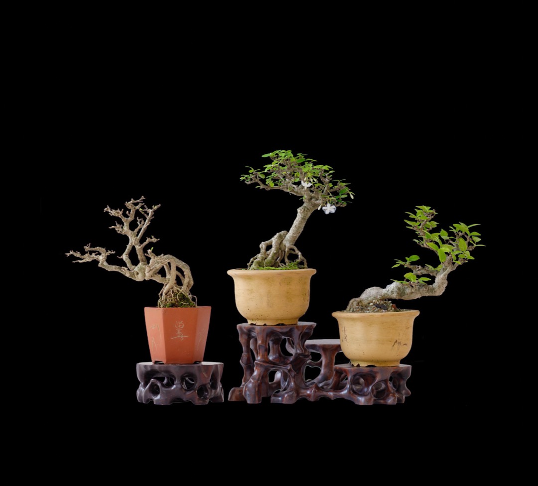 Bonsai 18cm Shui Mei Water Jasmine Wrightia Religiosa, Furniture & Home ...