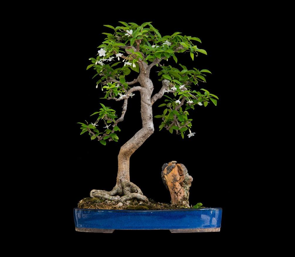 Bonsai 50cm Shui Mei Water Jasmine Wrightia Religiosa, Furniture & Home ...