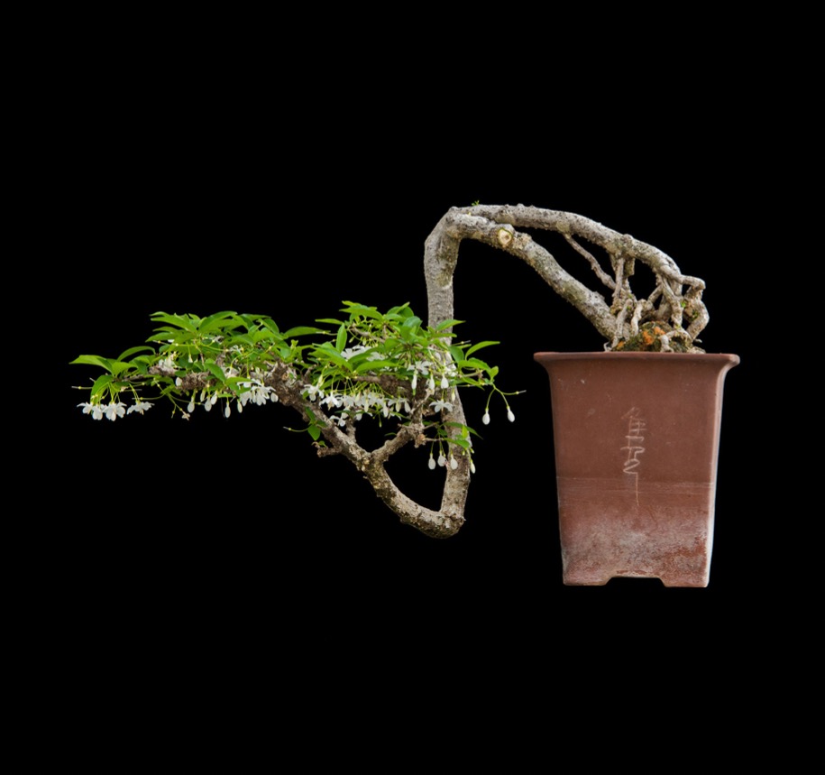 Bonsai 50cm Shui Mei Water Jasmine Wrightia Religiosa, Furniture & Home ...