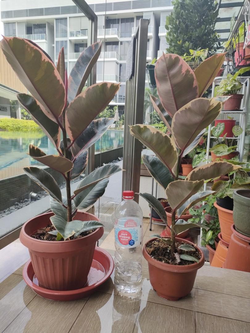 Ficus elastica ruby in huge pot, Furniture & Home Living, Gardening ...