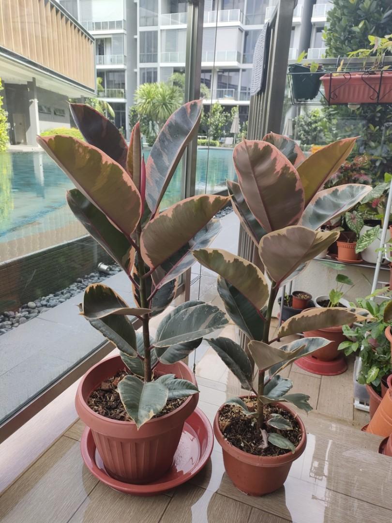 Ficus elastica ruby in huge pot, Furniture & Home Living, Gardening ...