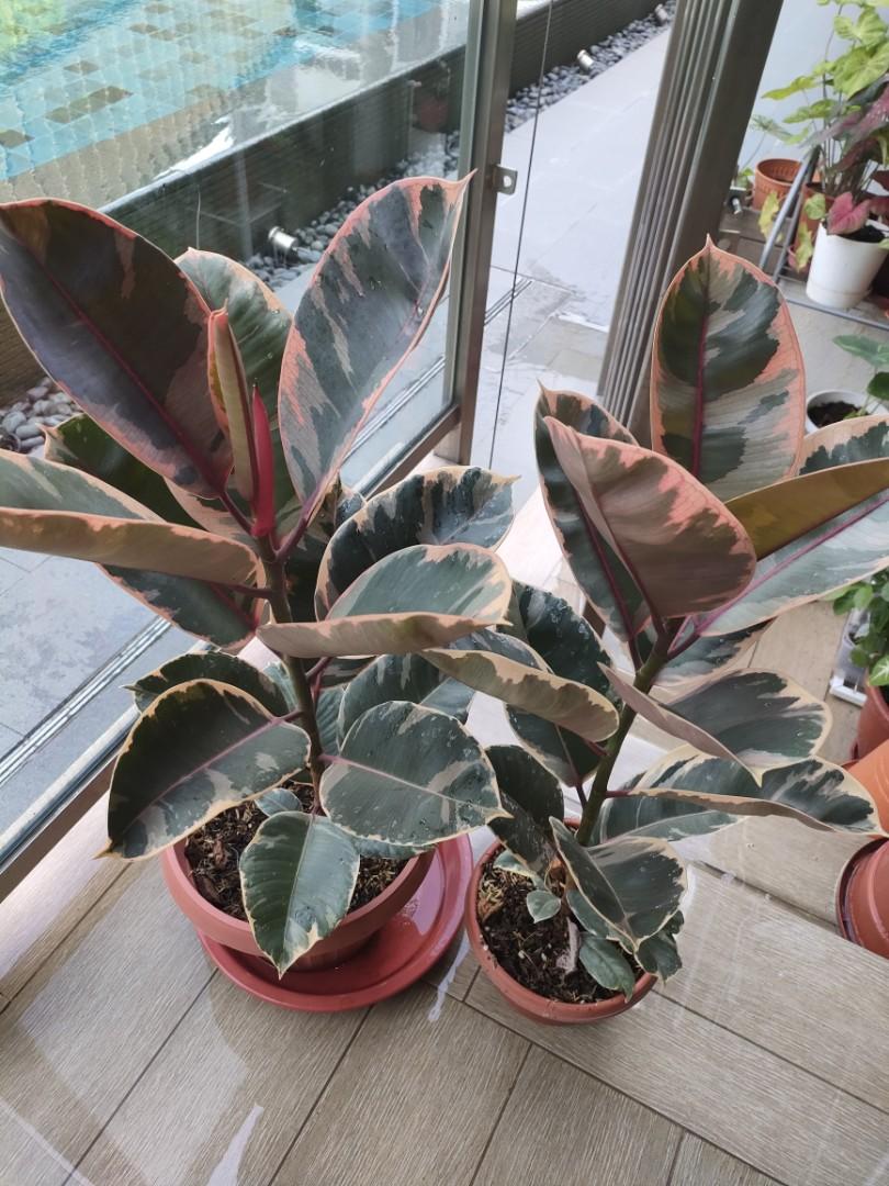 Ficus elastica ruby in huge pot, Furniture & Home Living, Gardening ...