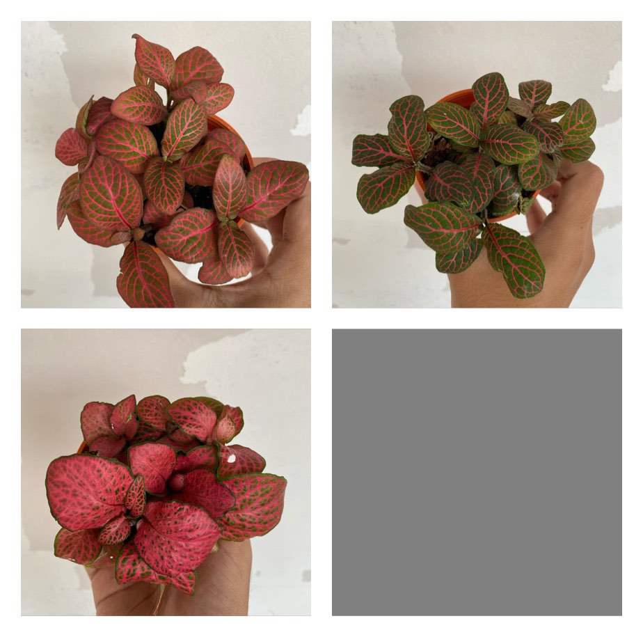 fittonia plants, Furniture & Home Living, Gardening, Plants & Seeds on ...