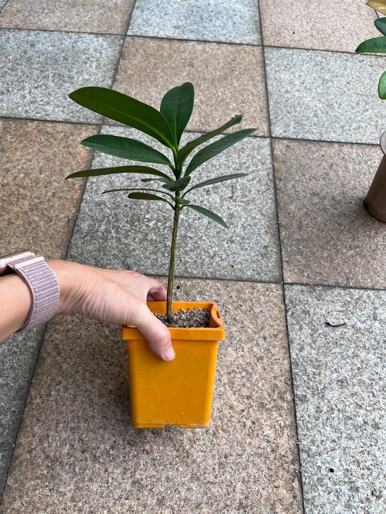 FUKUGI tree, “Happiness Tree” ; Garcinia subelliptica, Furniture & Home ...