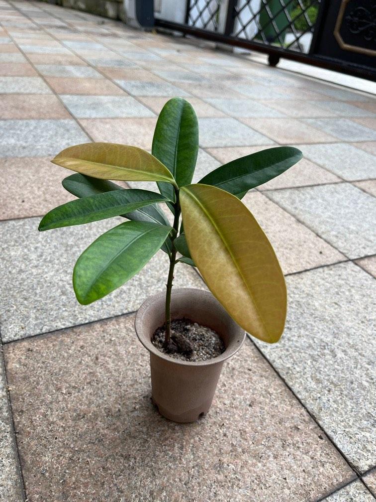 FUKUGI tree, “Happiness Tree” ; Garcinia subelliptica, Furniture & Home ...