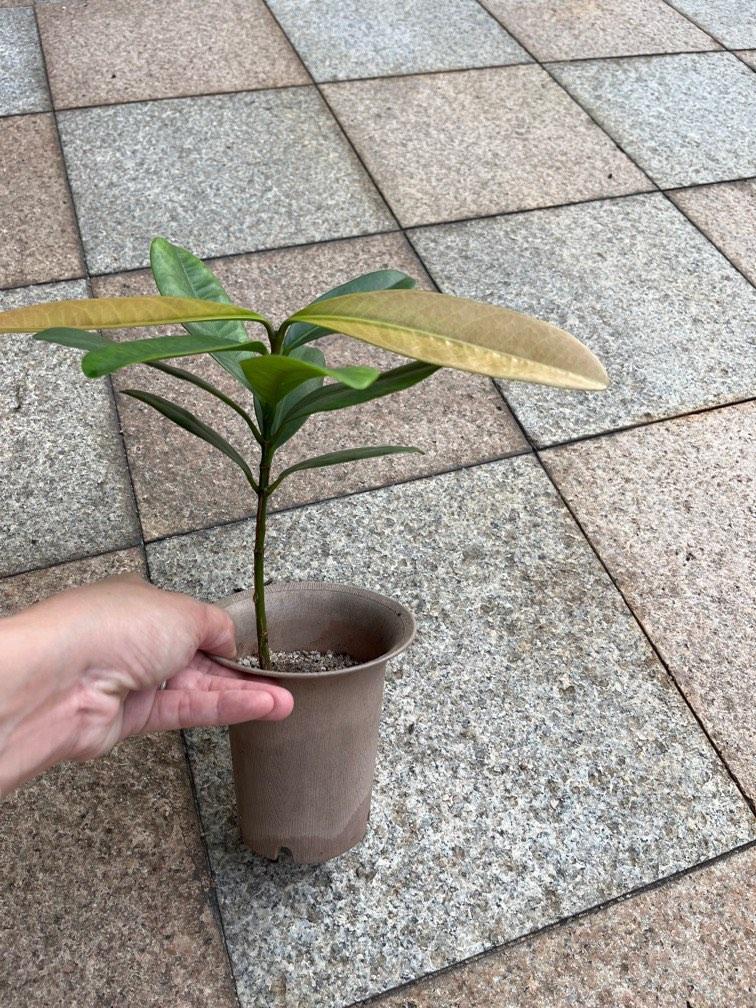 FUKUGI tree, “Happiness Tree” ; Garcinia subelliptica, Furniture & Home ...