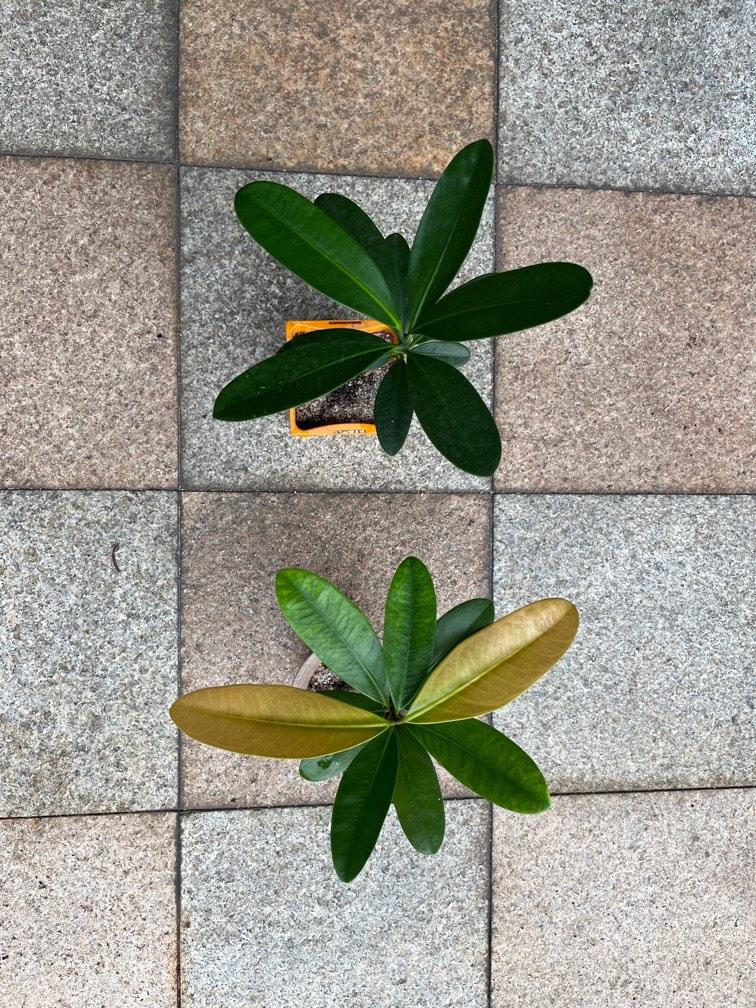 FUKUGI tree, “Happiness Tree” ; Garcinia subelliptica, Furniture & Home ...