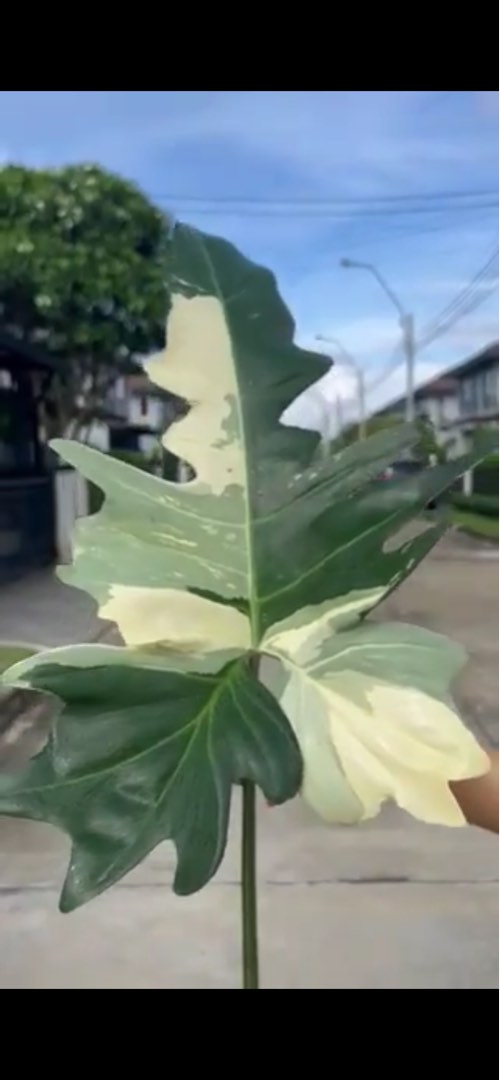 Golden Dragon Variegated Philodendron, Furniture & Home Living ...