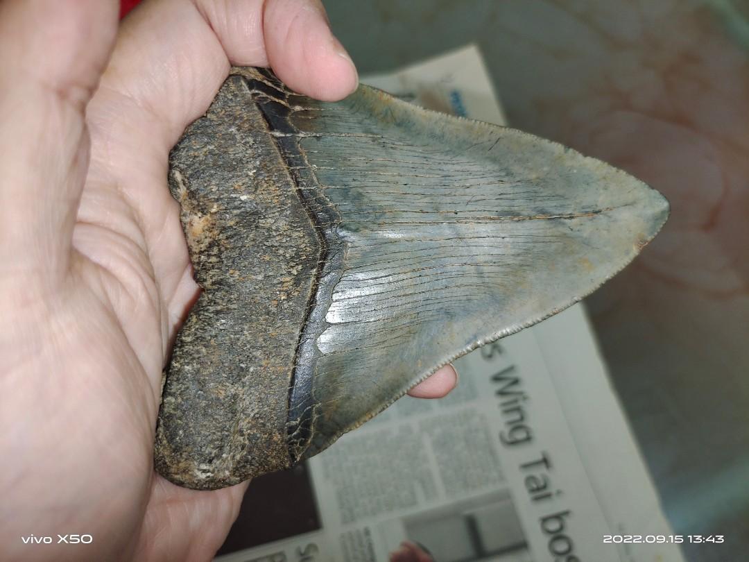 Hi-res photos of meg tooth, Hobbies & Toys, Memorabilia & Collectibles ...