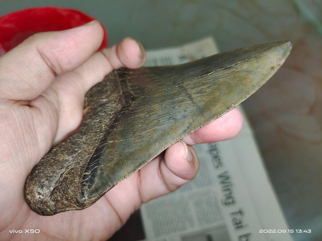 Hi-res photos of meg tooth, Hobbies & Toys, Memorabilia & Collectibles ...